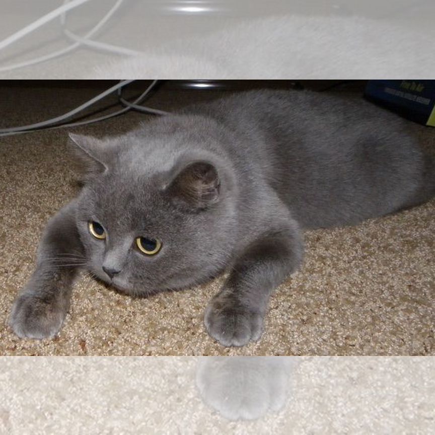 Британская красавица ищет дом, возраст 6 месяцев