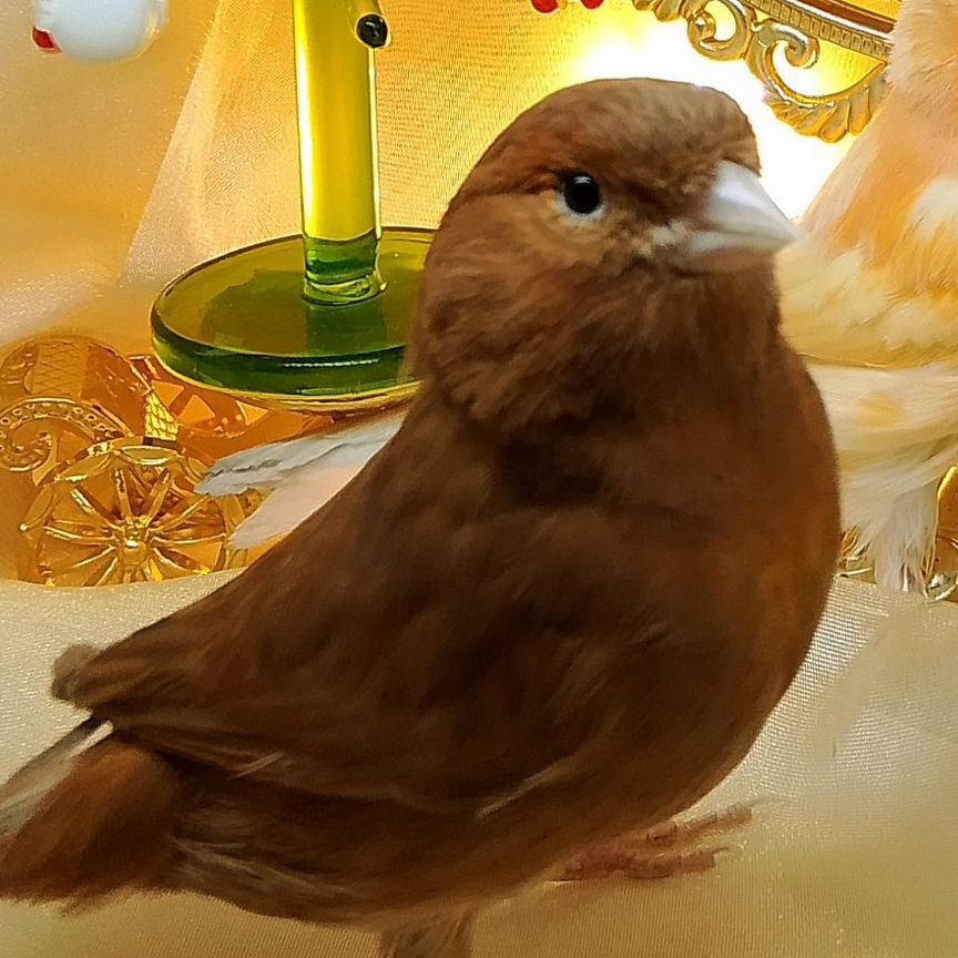 Кенар, канарейка самка