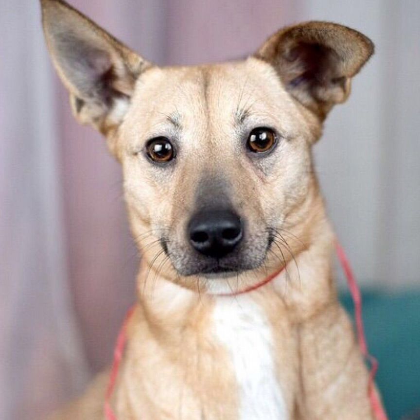 Собака в добрые руки отдам бесплатно