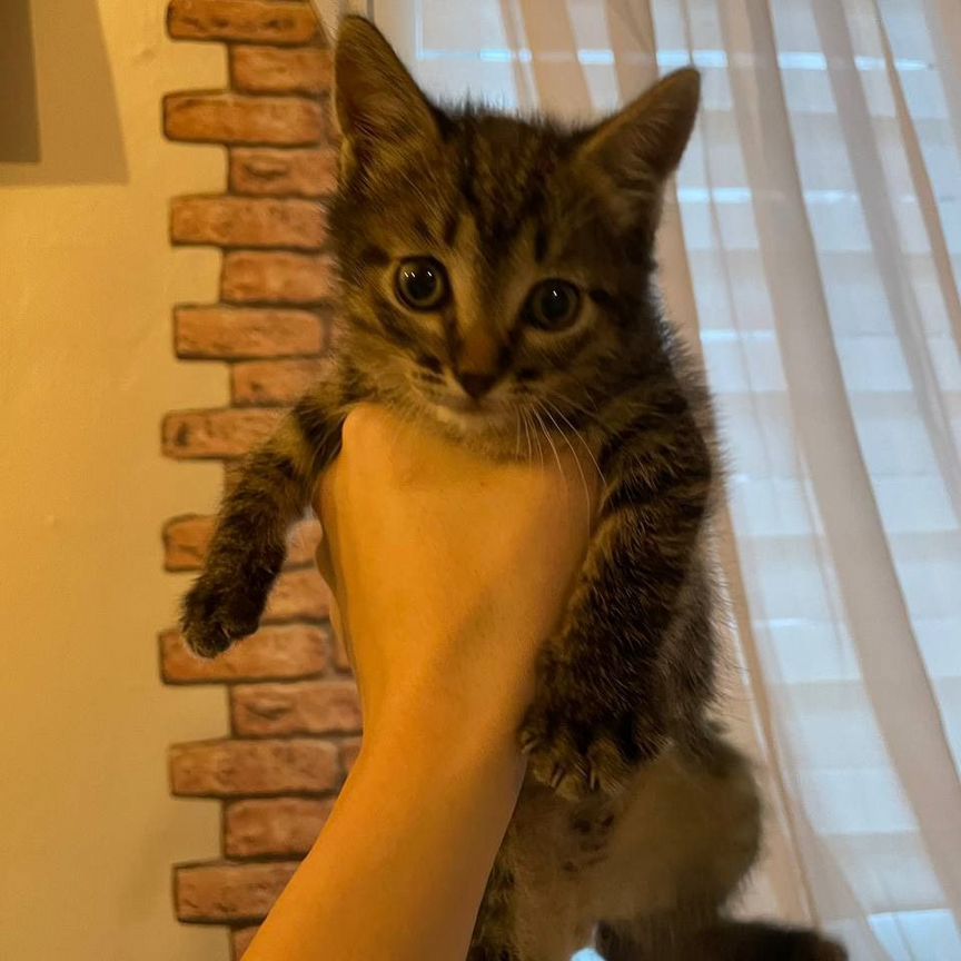 Котёнок в добрые руки