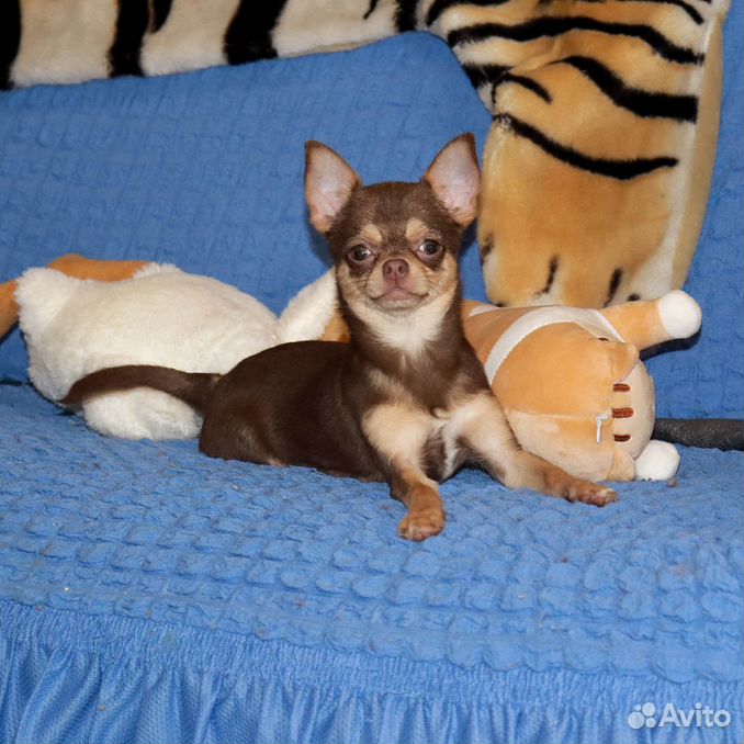 Чудесная шоколадная крошка чи с доставкой и видео