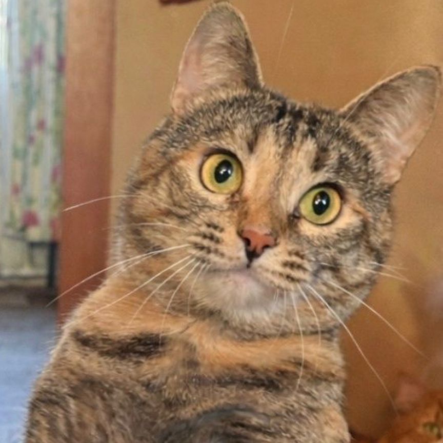 Европейская короткошёрстная, взрослая кошка