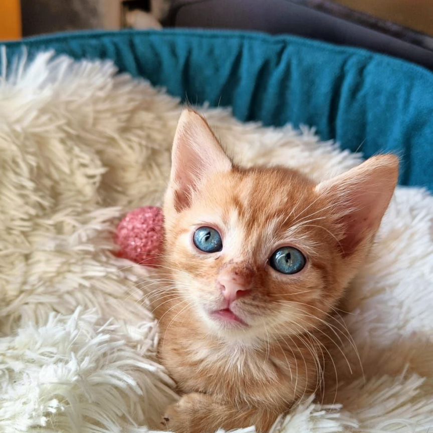 Рыжий котенок в добрые руки