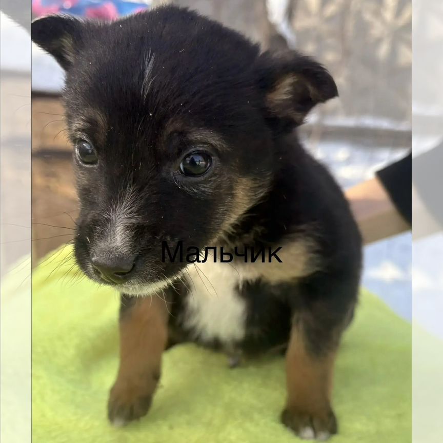 Щенок в добрые руки