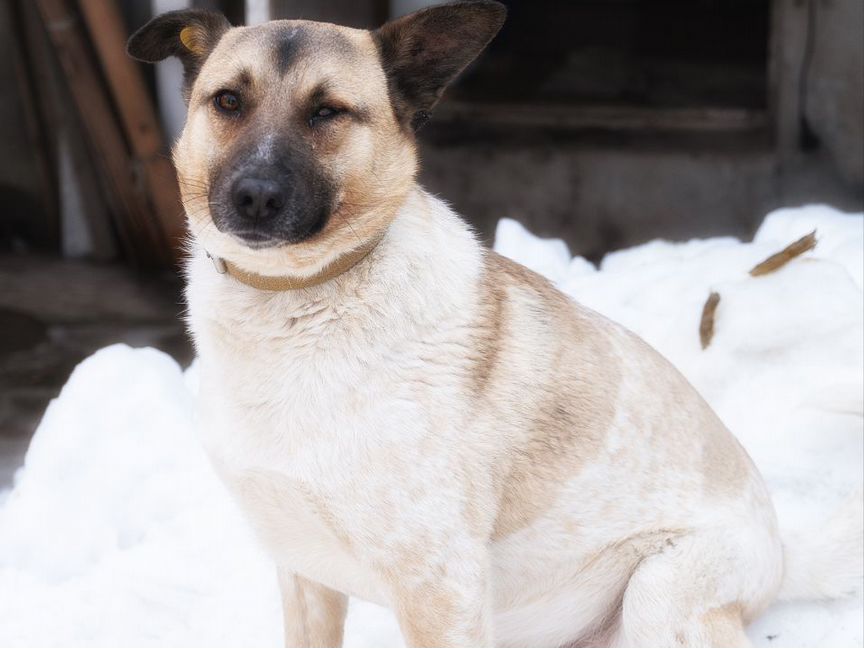 Бим в добрые руки