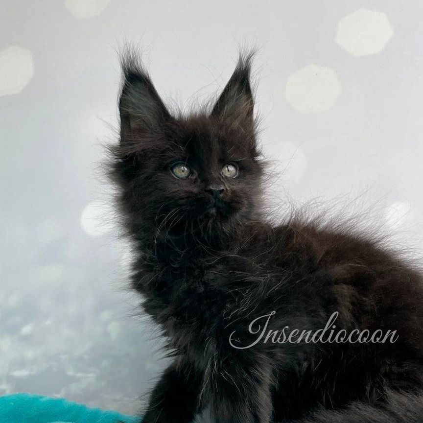 Чёрная кошка мейн-кун