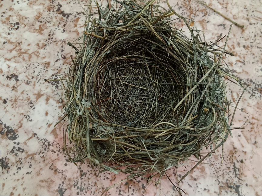 Настоящее птичье гнездо