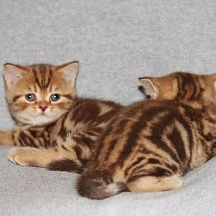 Плюшечки) Шоколадный Мрамор