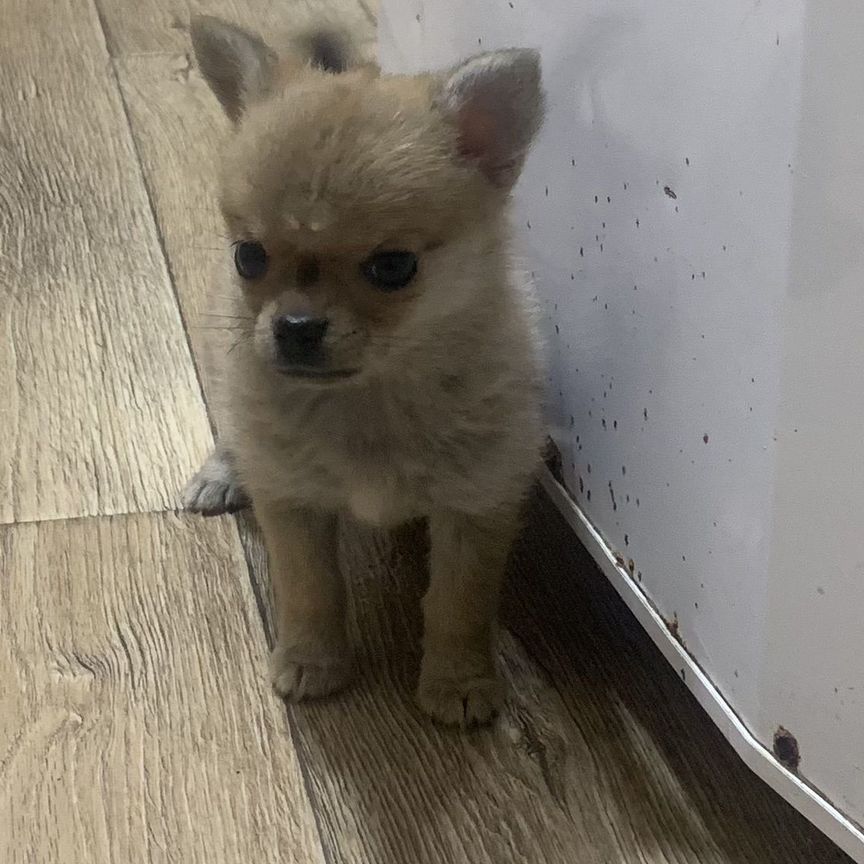 Помчи, щенок