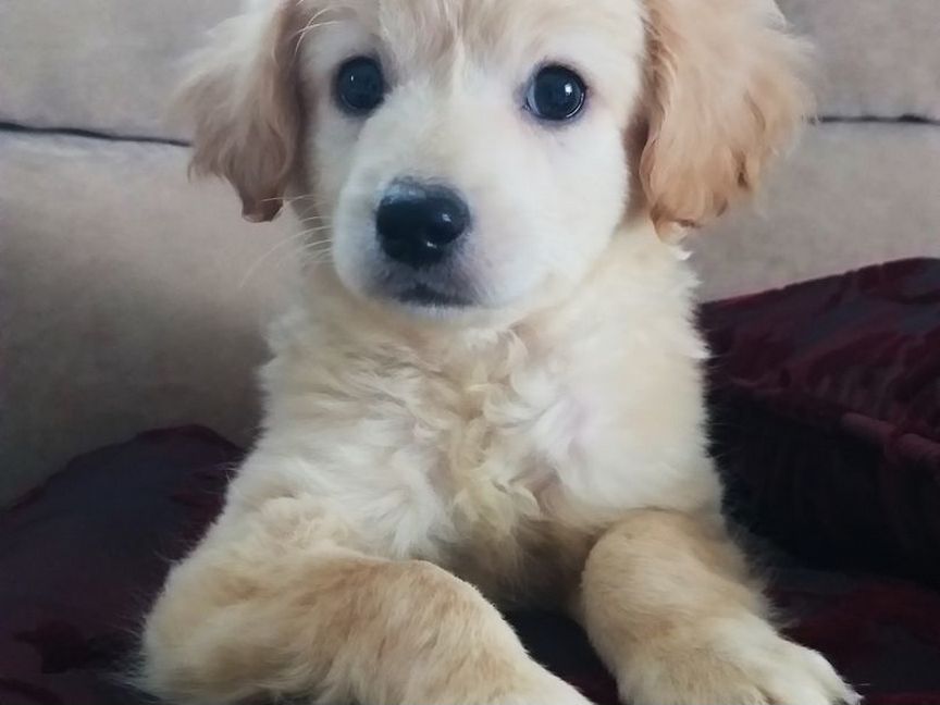 Кокапу щенок