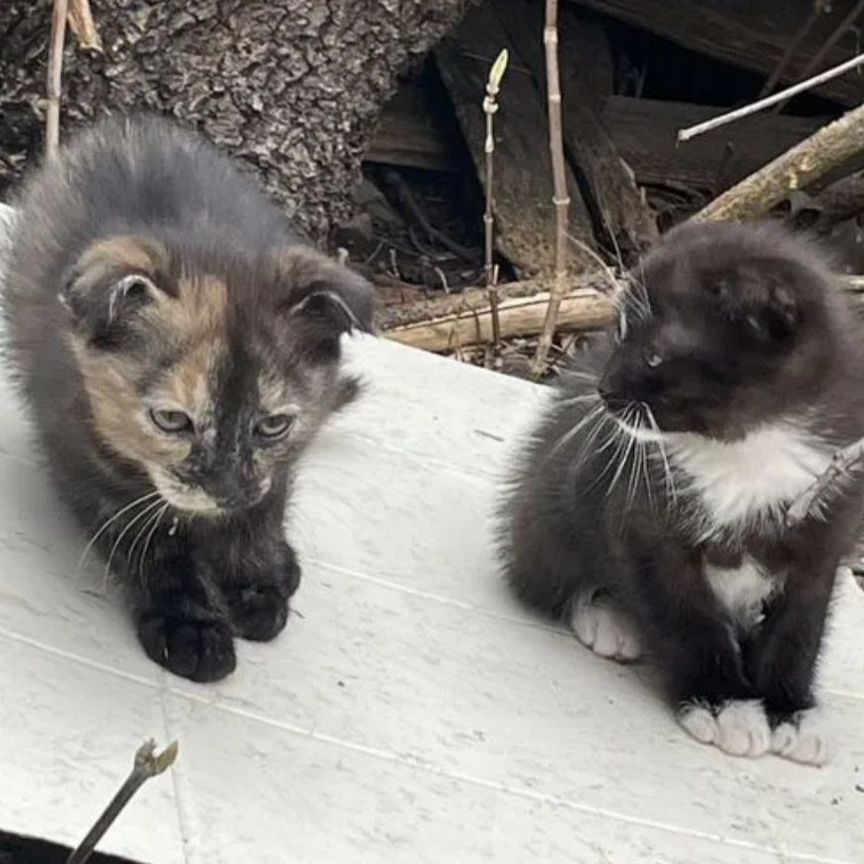 Шотландский вислоухий короткошёрстный котёнок
