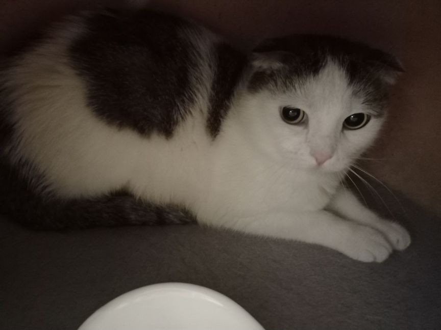 Кошка