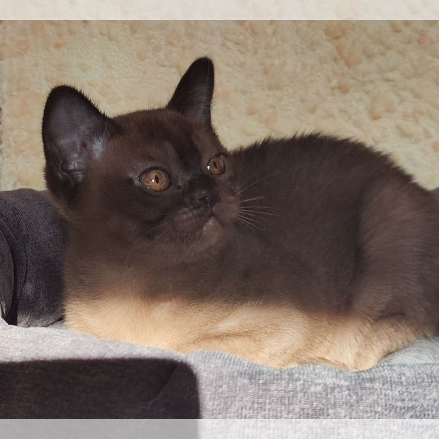 Европейский бурманский котёнок