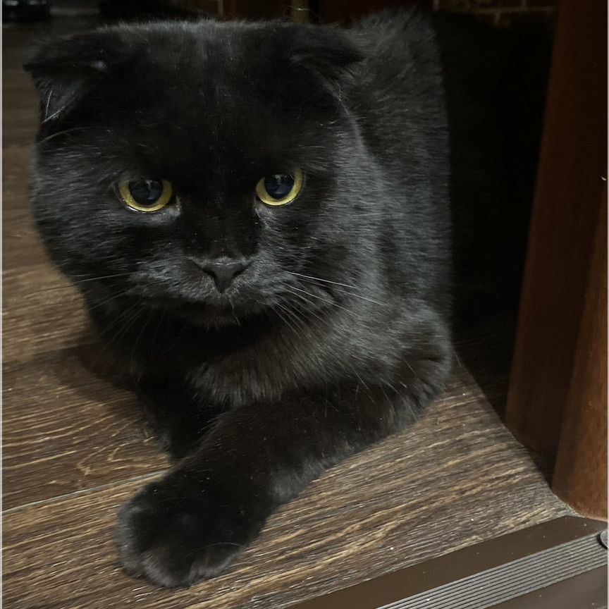 Шотландский вислоухий короткошёрстный, взрослый кот