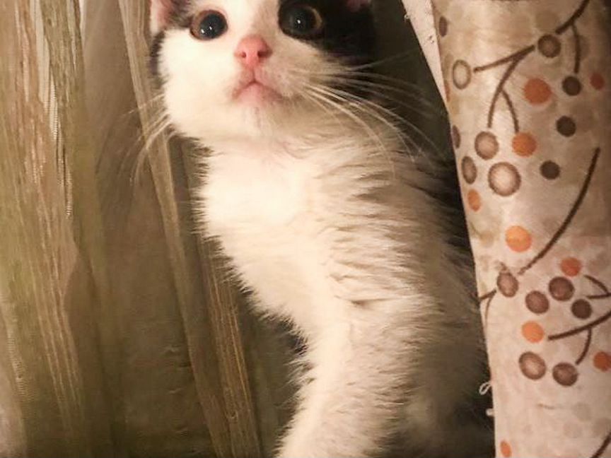 Котенок по прозвищу Бим ищет свою семью
