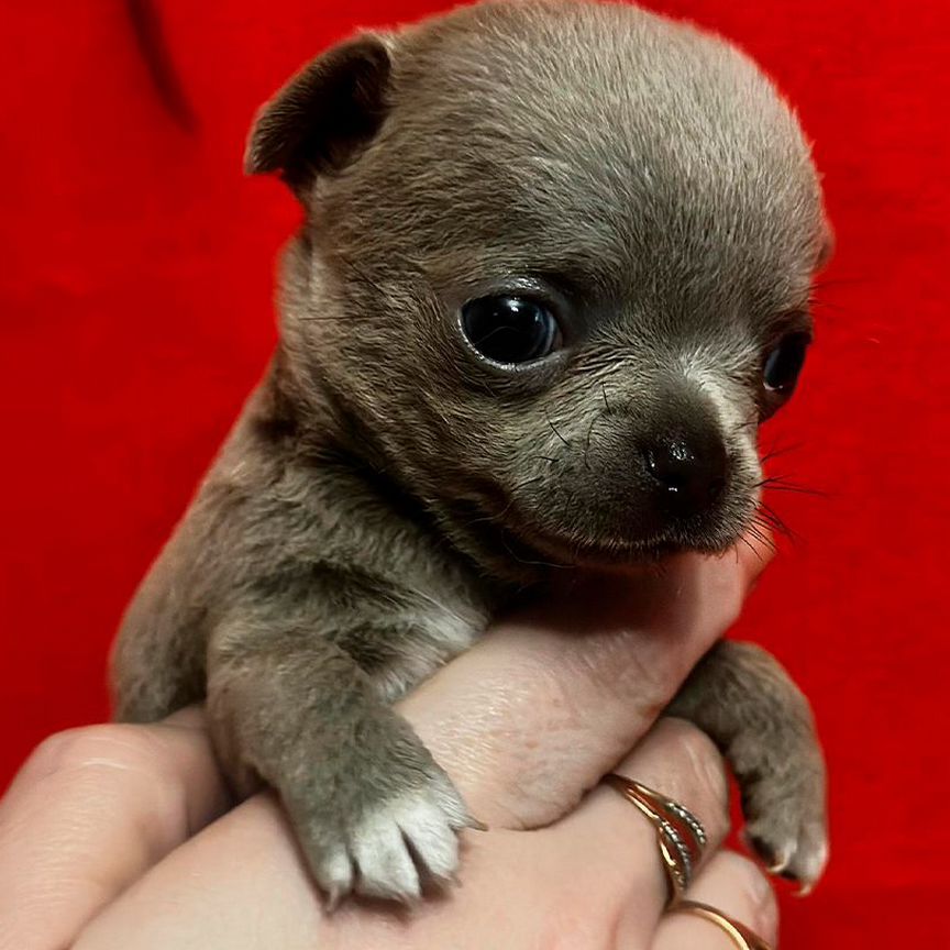 Чихуахуа щенок мальчик