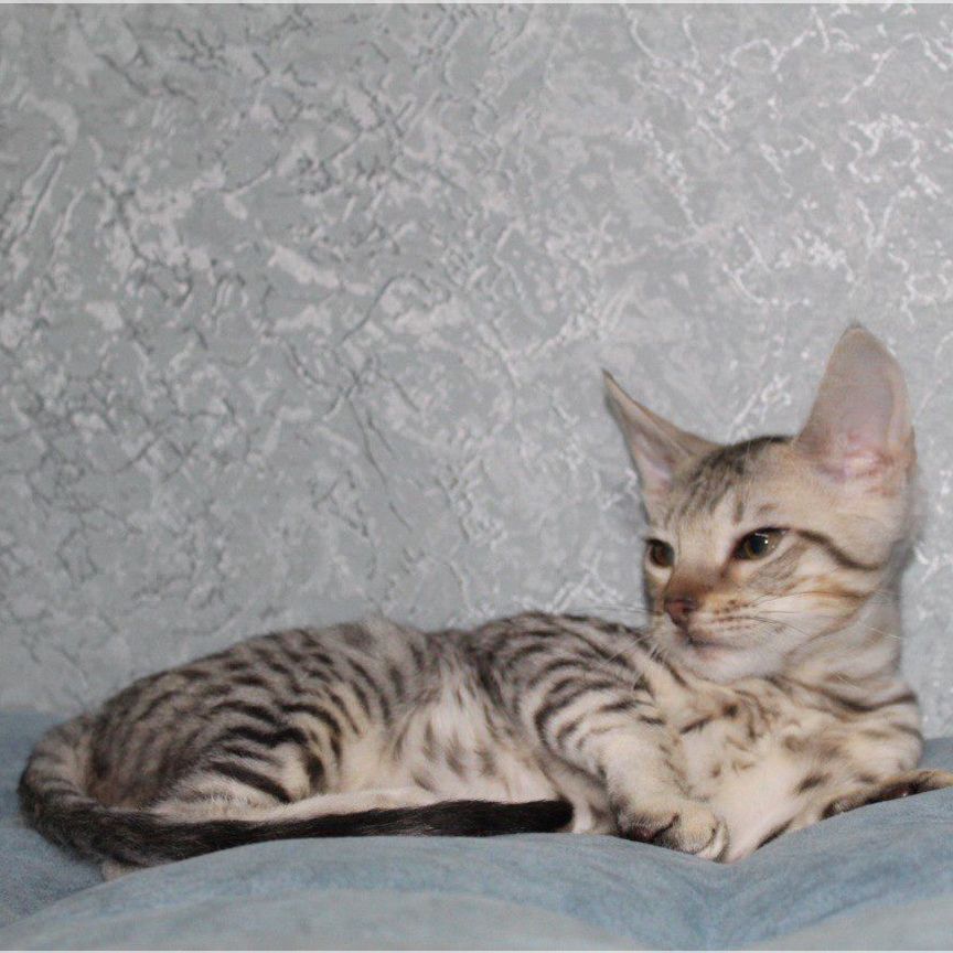 Котята саванна сбт