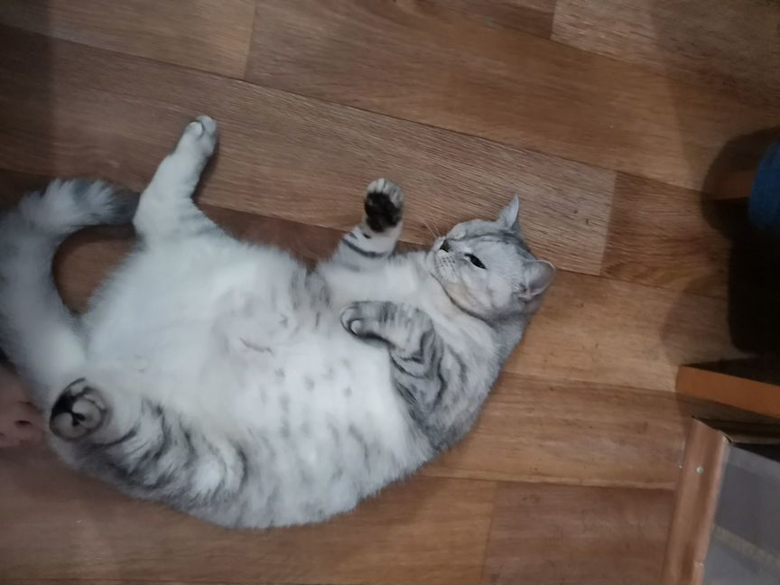 Отдам котов в добрые и любящие руки