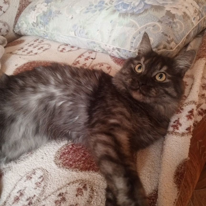 Сибирский кот