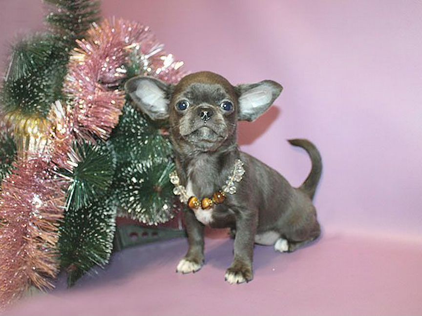 Голубая девочка