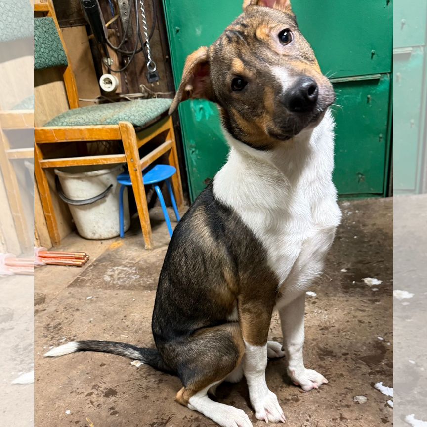 Щенок в добрые руки