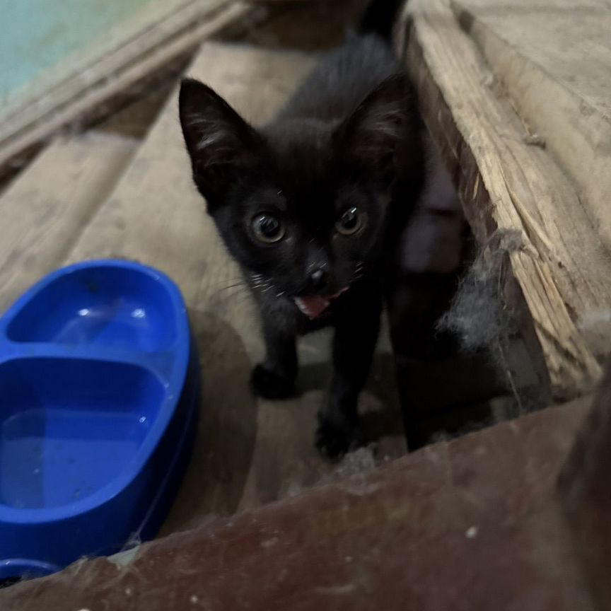 Котята в добрые руки бесплатно девочка