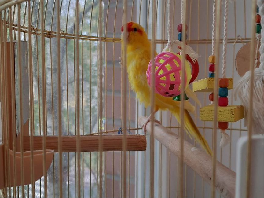 Попугай Какарик