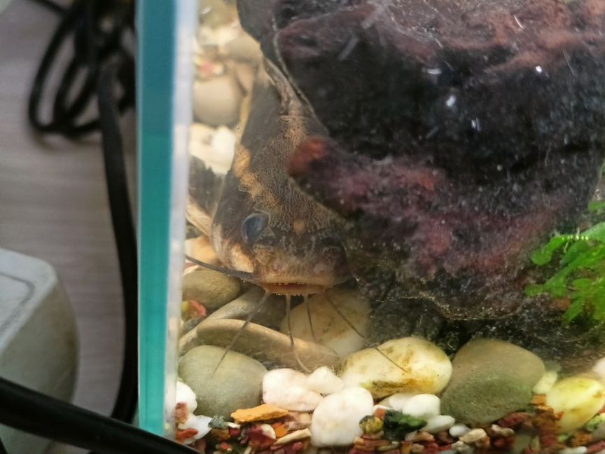 Платидорас сомик, водорослеед