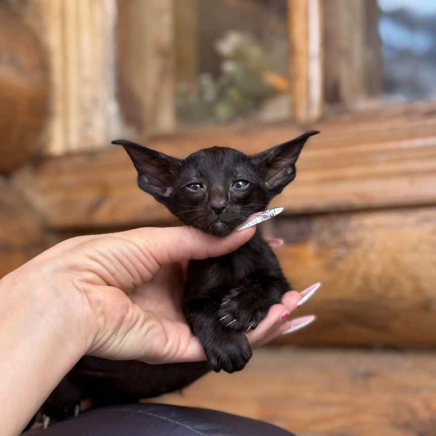 Ориенталы котята