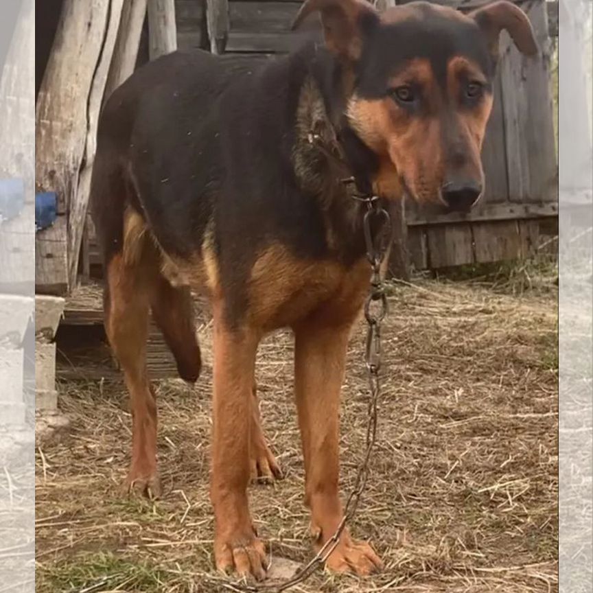 Немецкая овчарка, взрослый пёс