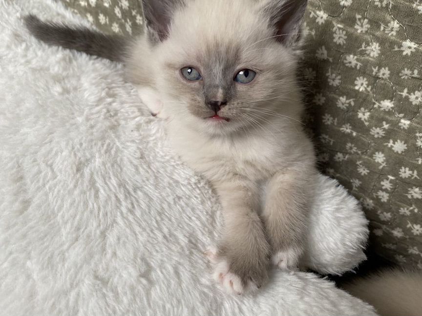 Котята