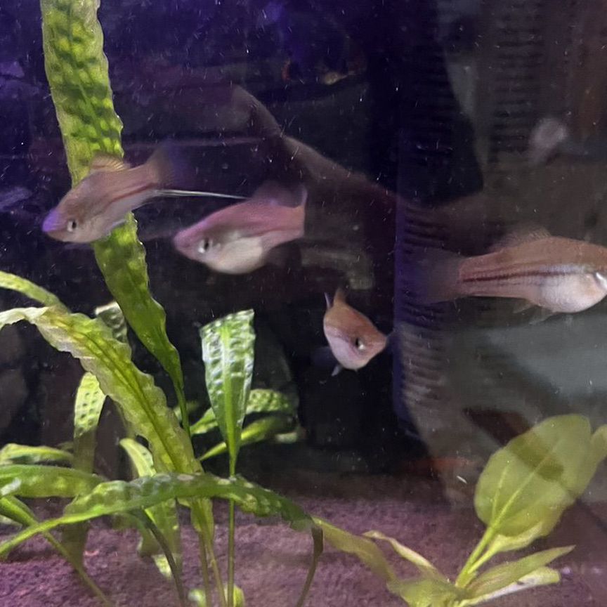 Меченосцы отдам