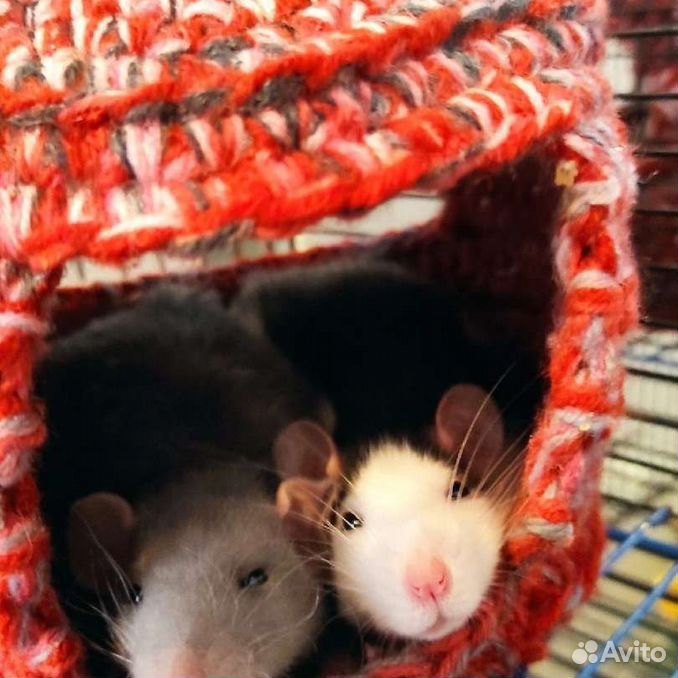 Домашние животные крысы