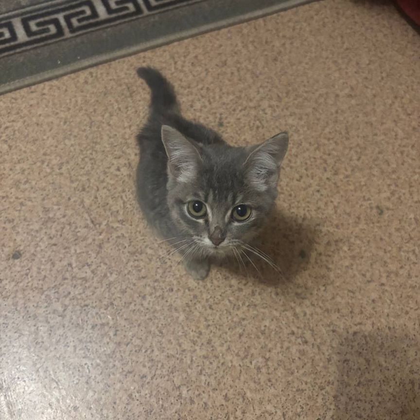 Котенок