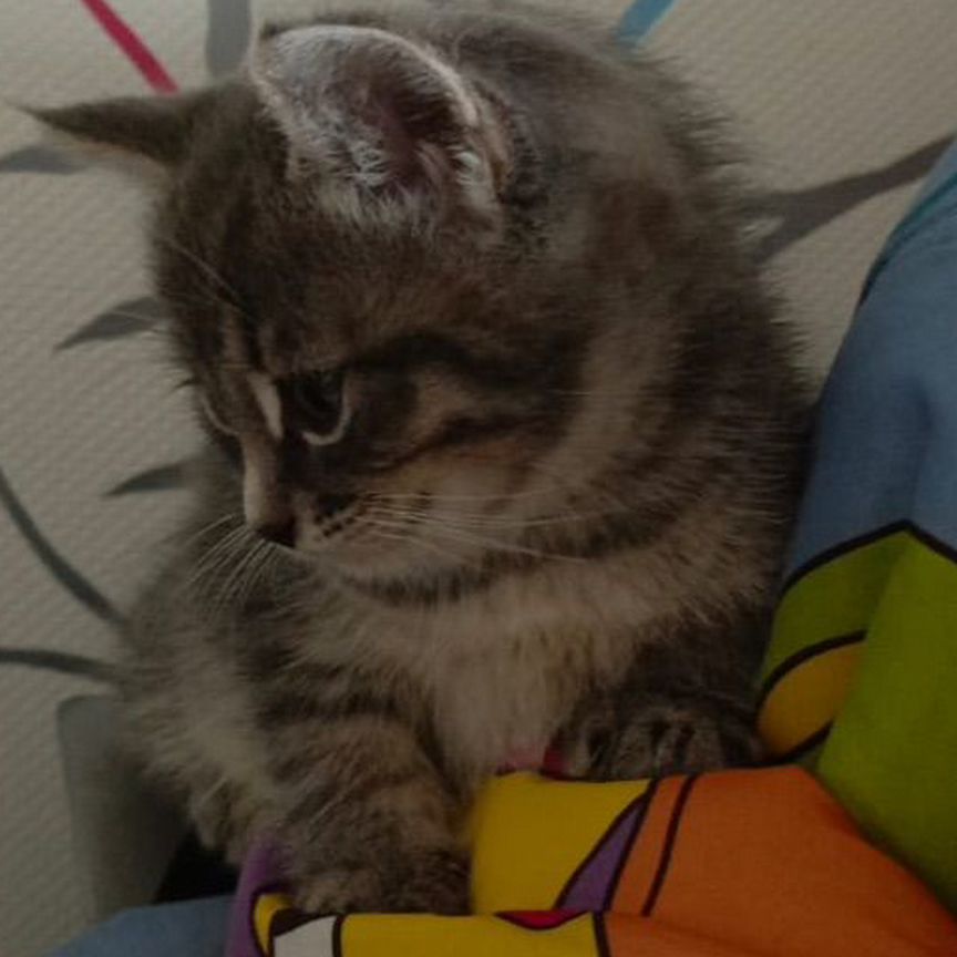 Котята 1.5 месяца