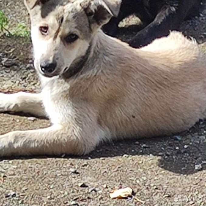 Щенки девочки 4 мес, отдаем