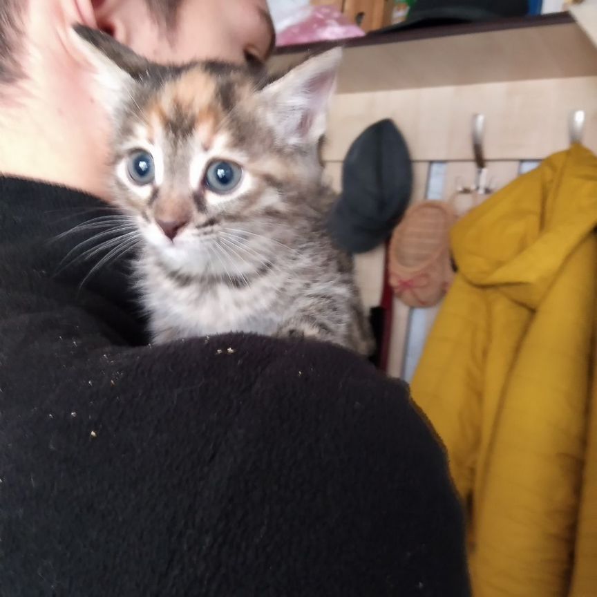 Кошечка 2.5 месяца