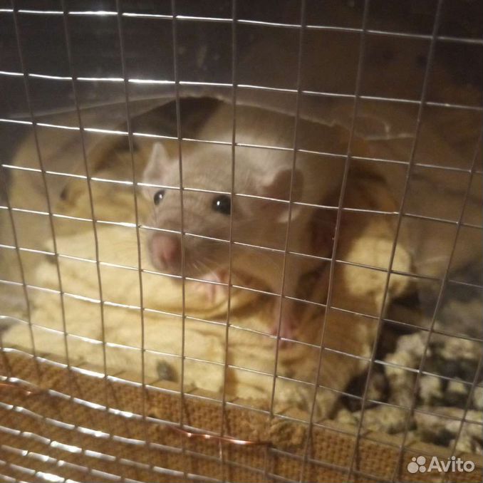 Крысята дамбо