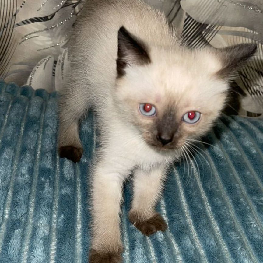 Меконгский бобтейл котёнок