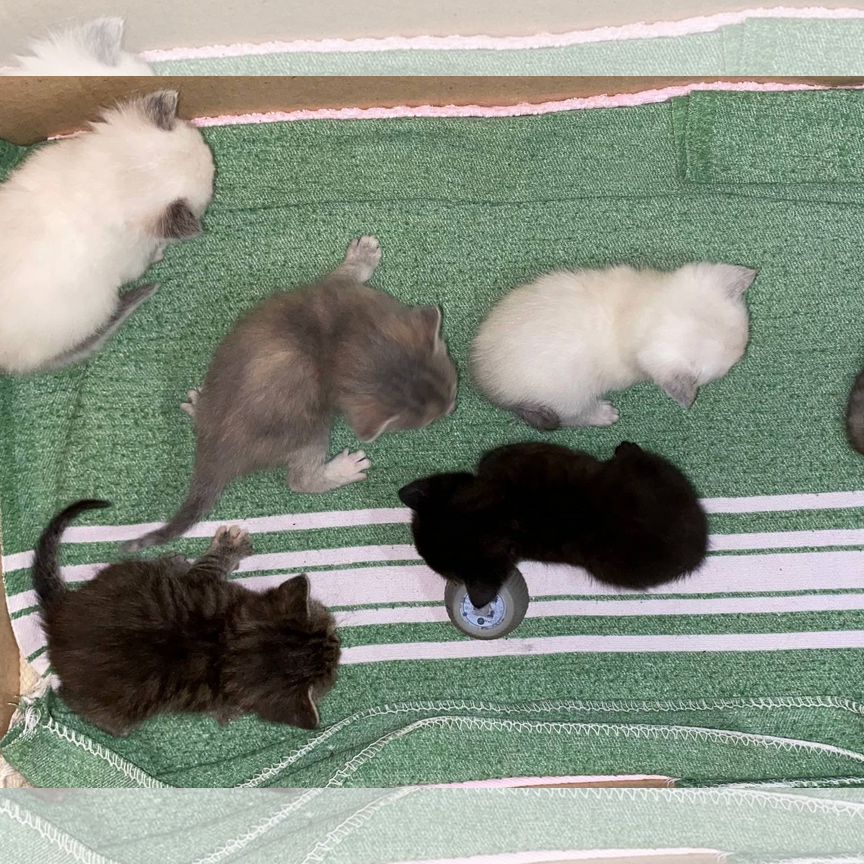 Котёнок в добрые руки