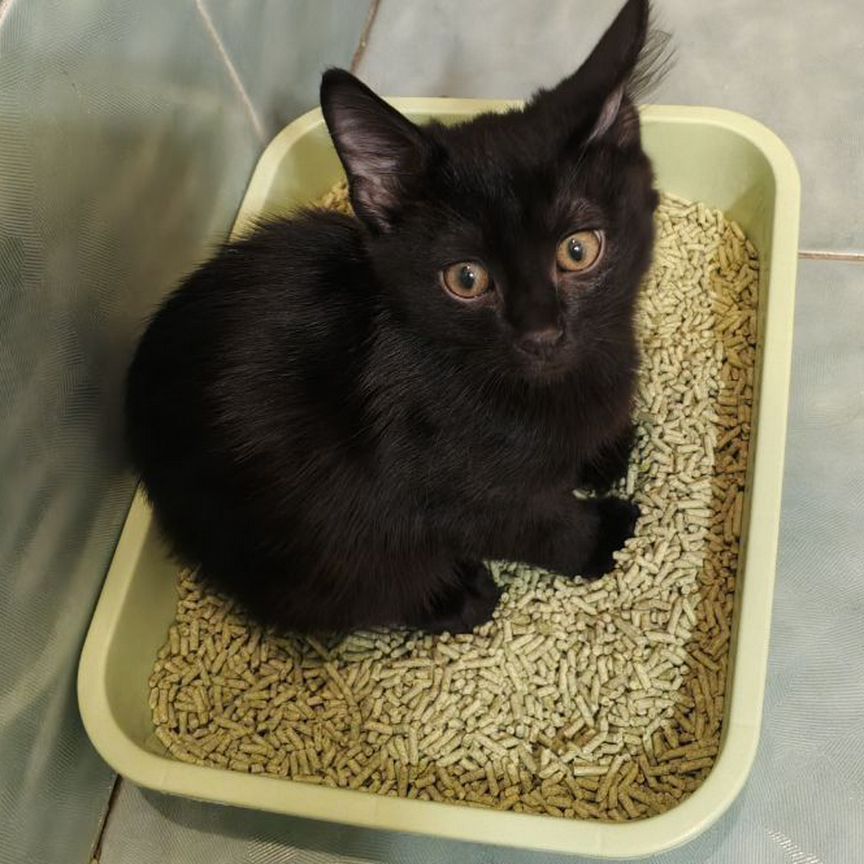 Бомбейский котёнок