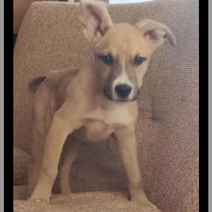 Стаффордширский бультерьер, щенок