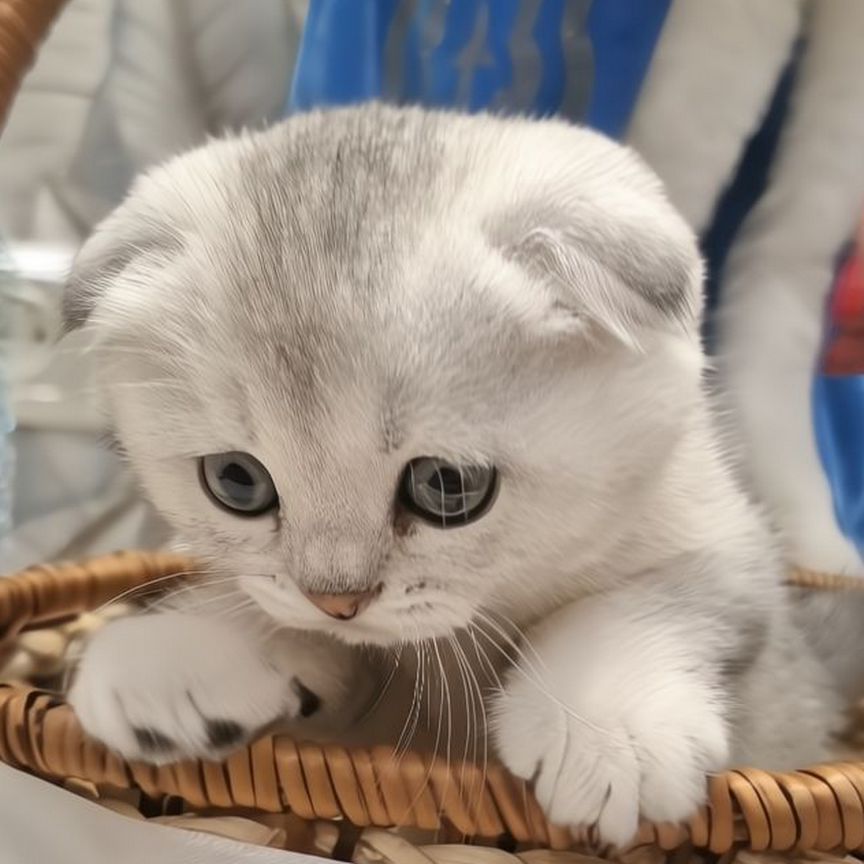 Шотландский вислоухий короткошёрстный котёнок