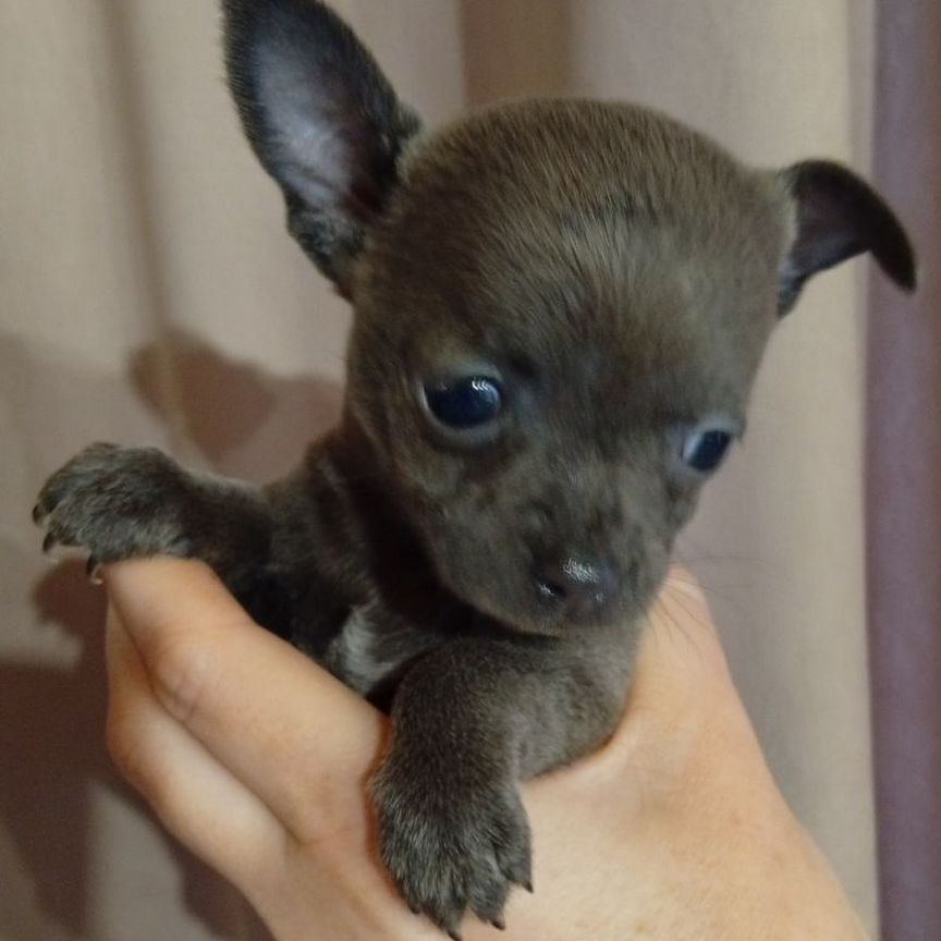 Чихуахуа, щенок