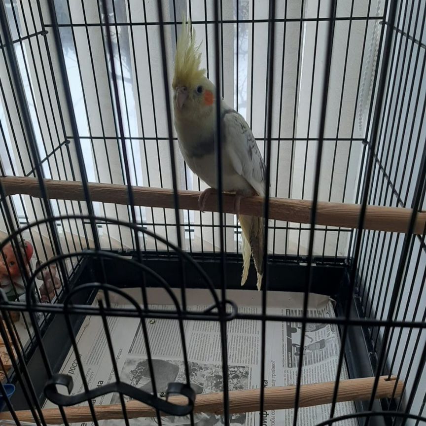 Потерялся попугай