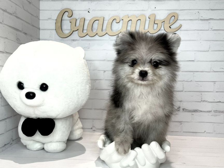 Безумно красивый окрас Мерле