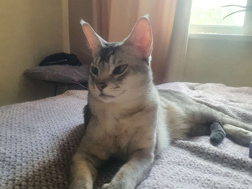 Кошка Чаузи