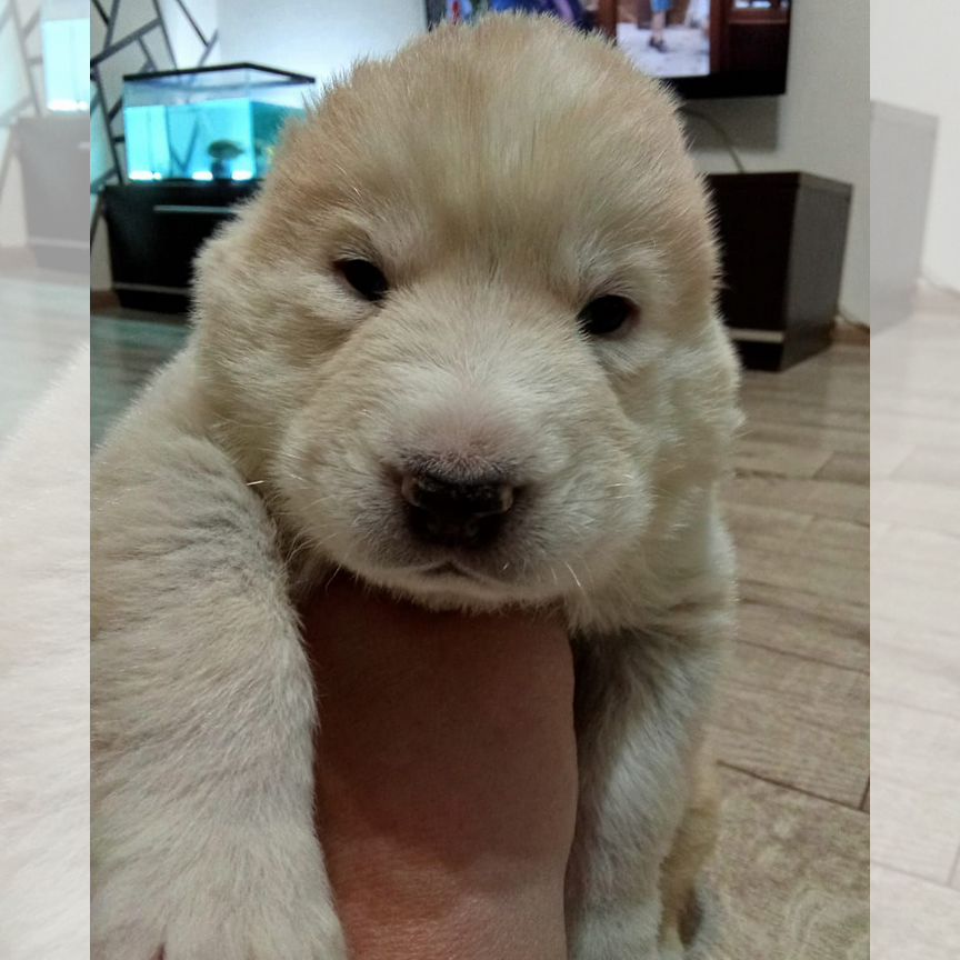 Среднеазиатская овчарка, щенок