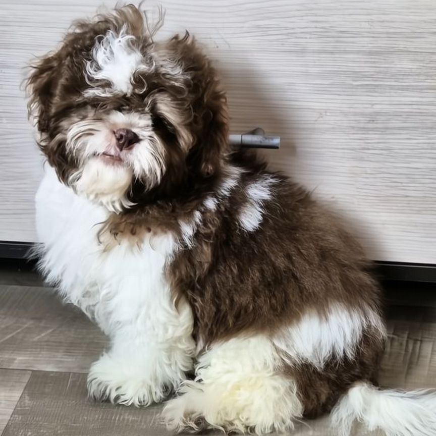 Ши-тцу, щенок