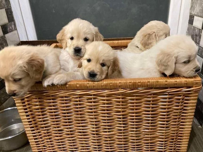 Золотистый ретривер щенки